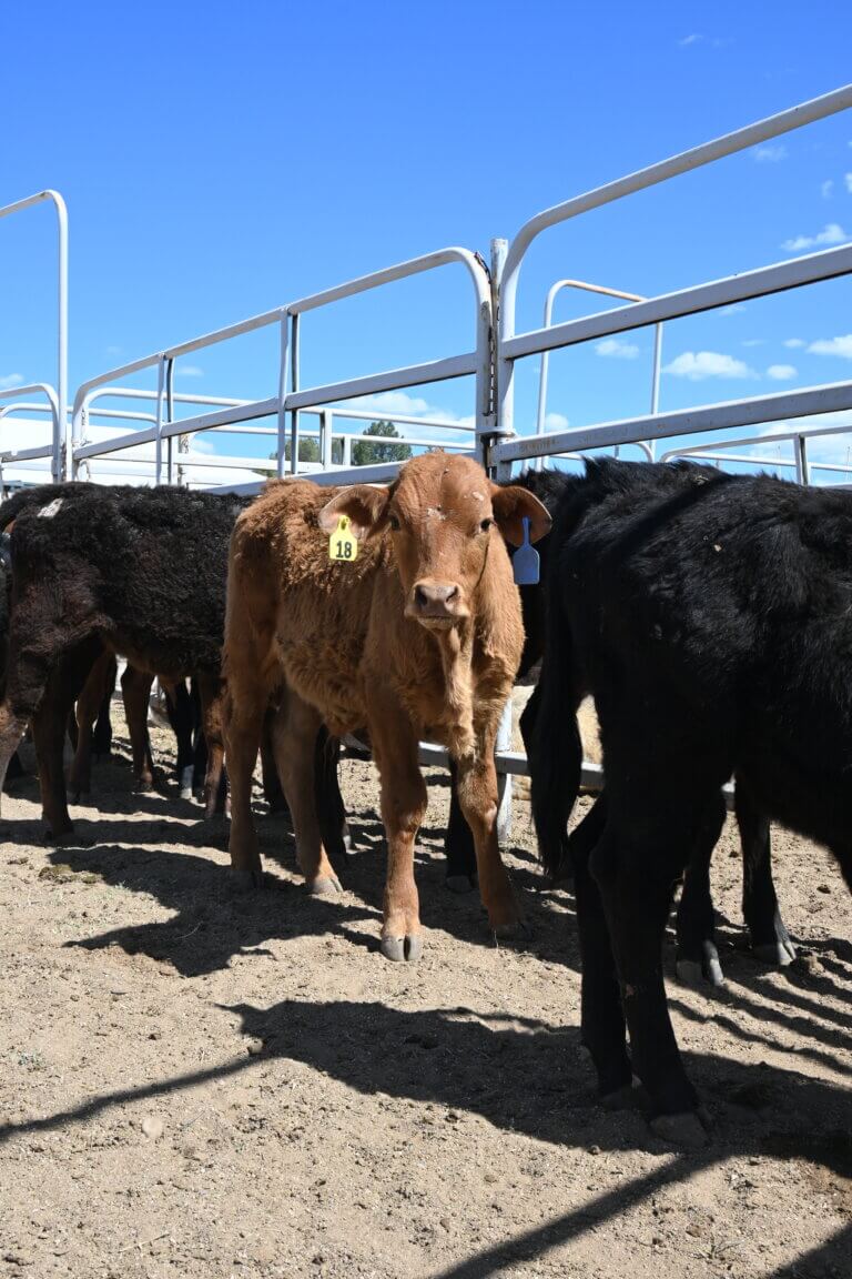 Arenas, Equestrian and Livestock Facilities - Pima County Fair