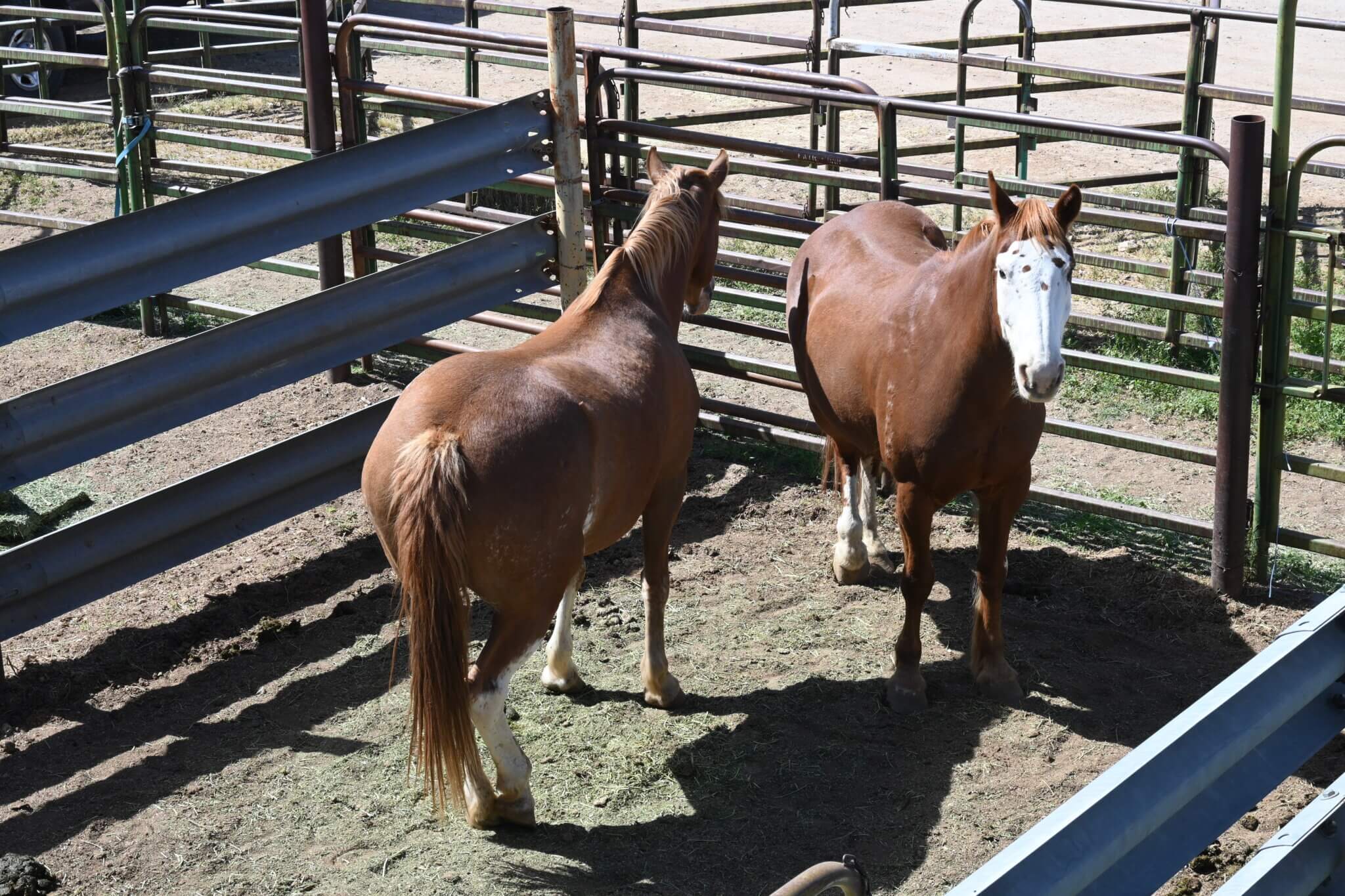 Arenas, Equestrian and Livestock Facilities - Pima County Fair